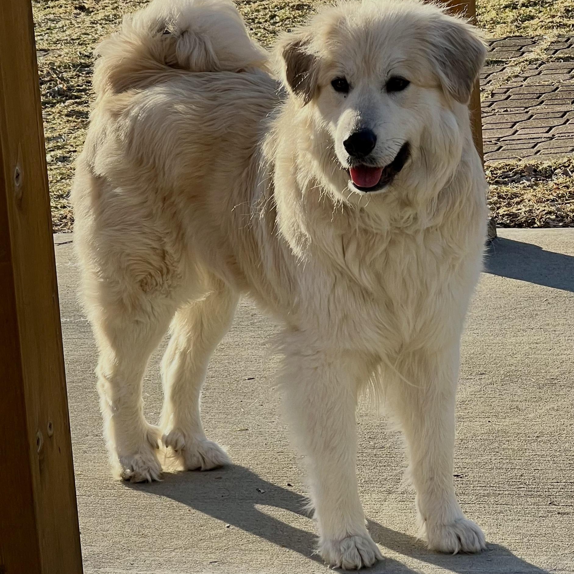 Dog for adoption - Luna, a Great Pyrenees Mix in Lemont, IL | Petfinder
