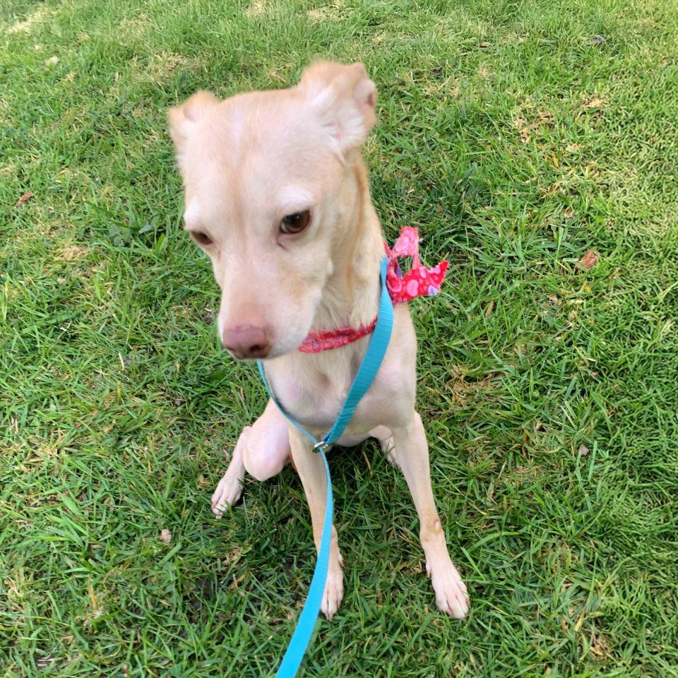 Dog for adoption - Chipotle, a Chihuahua Mix in Burbank, CA | Petfinder