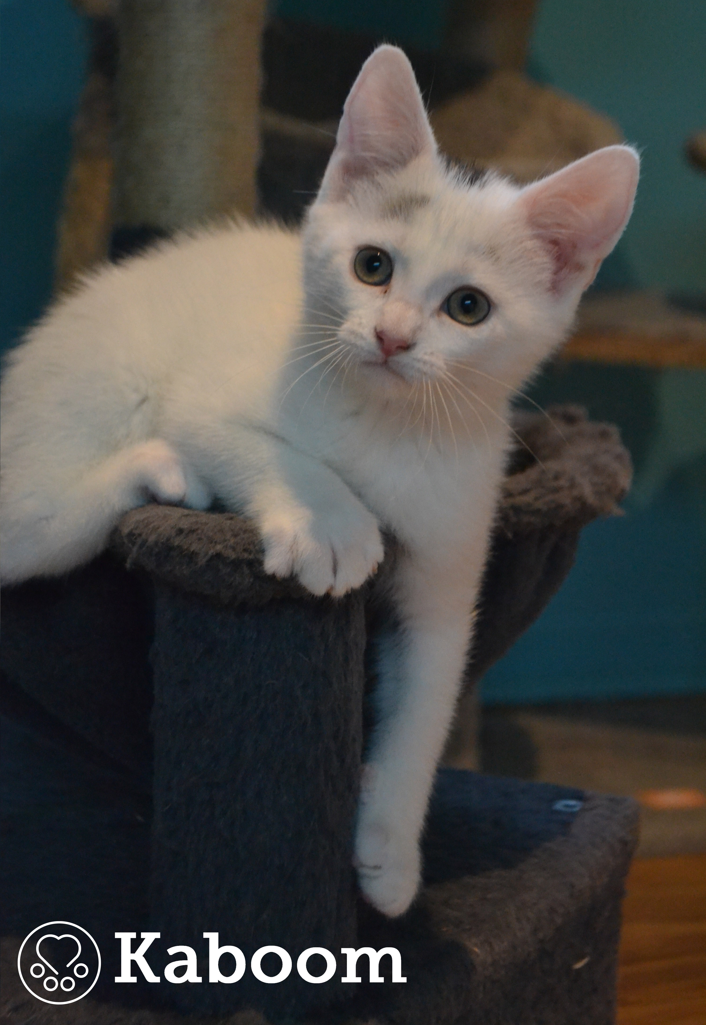 Cat for adoption - Kaboom, a Domestic Short Hair in Anjou, QC | Petfinder