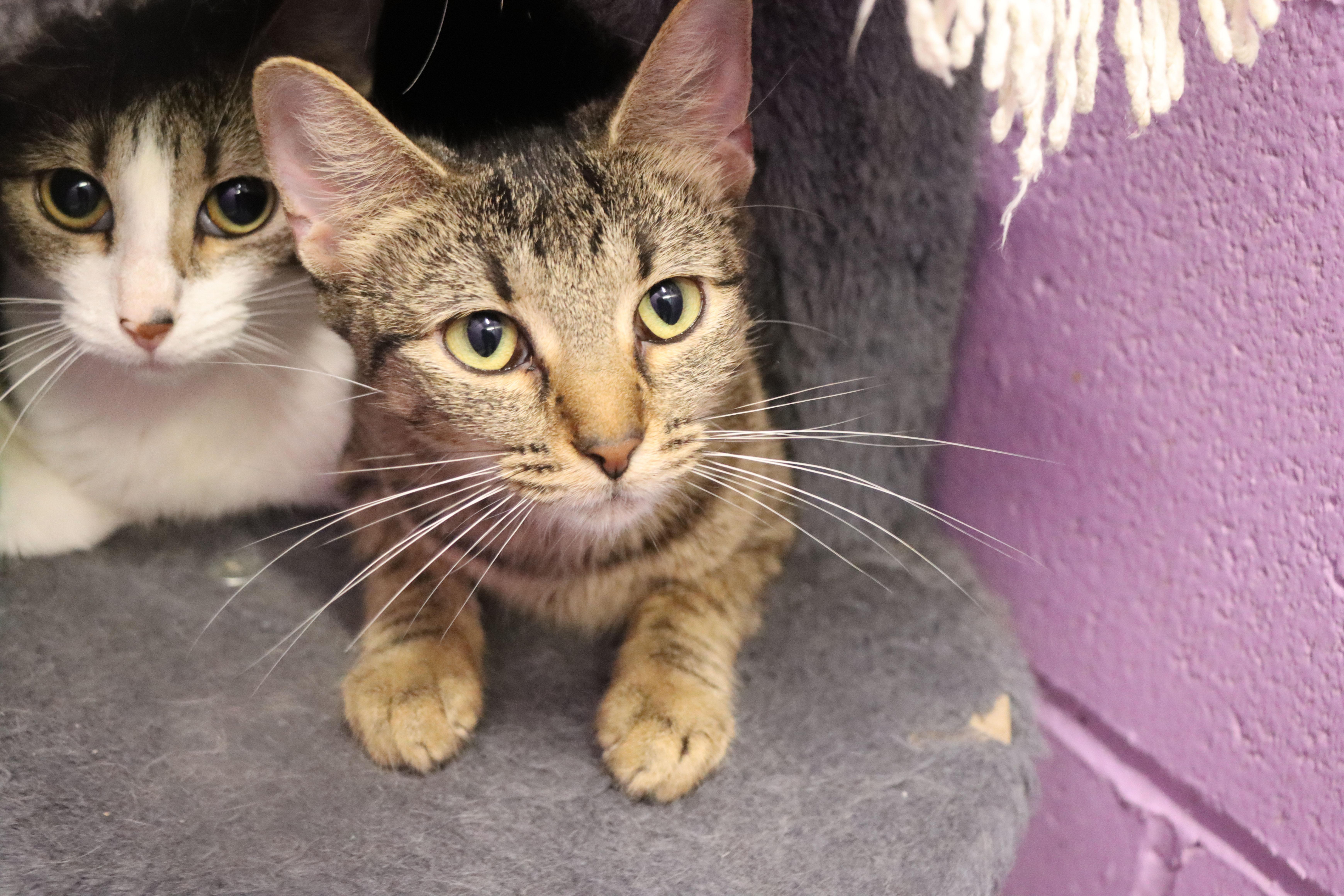 Cat for adoption - Abby, a Domestic Short Hair in House Springs, MO ...