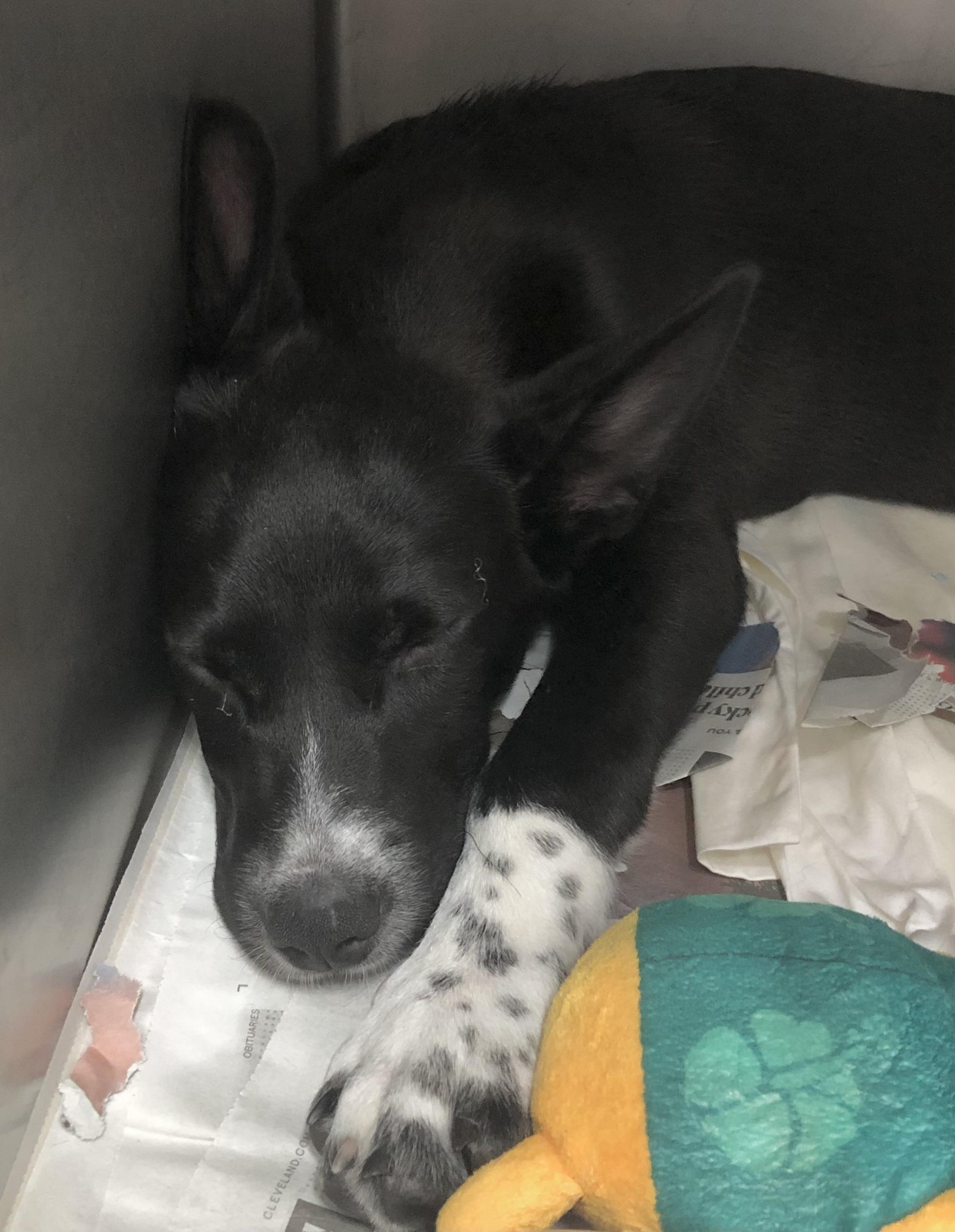 Dog for adoption - Zebe, a Labrador Retriever Mix in Parma, OH | Petfinder