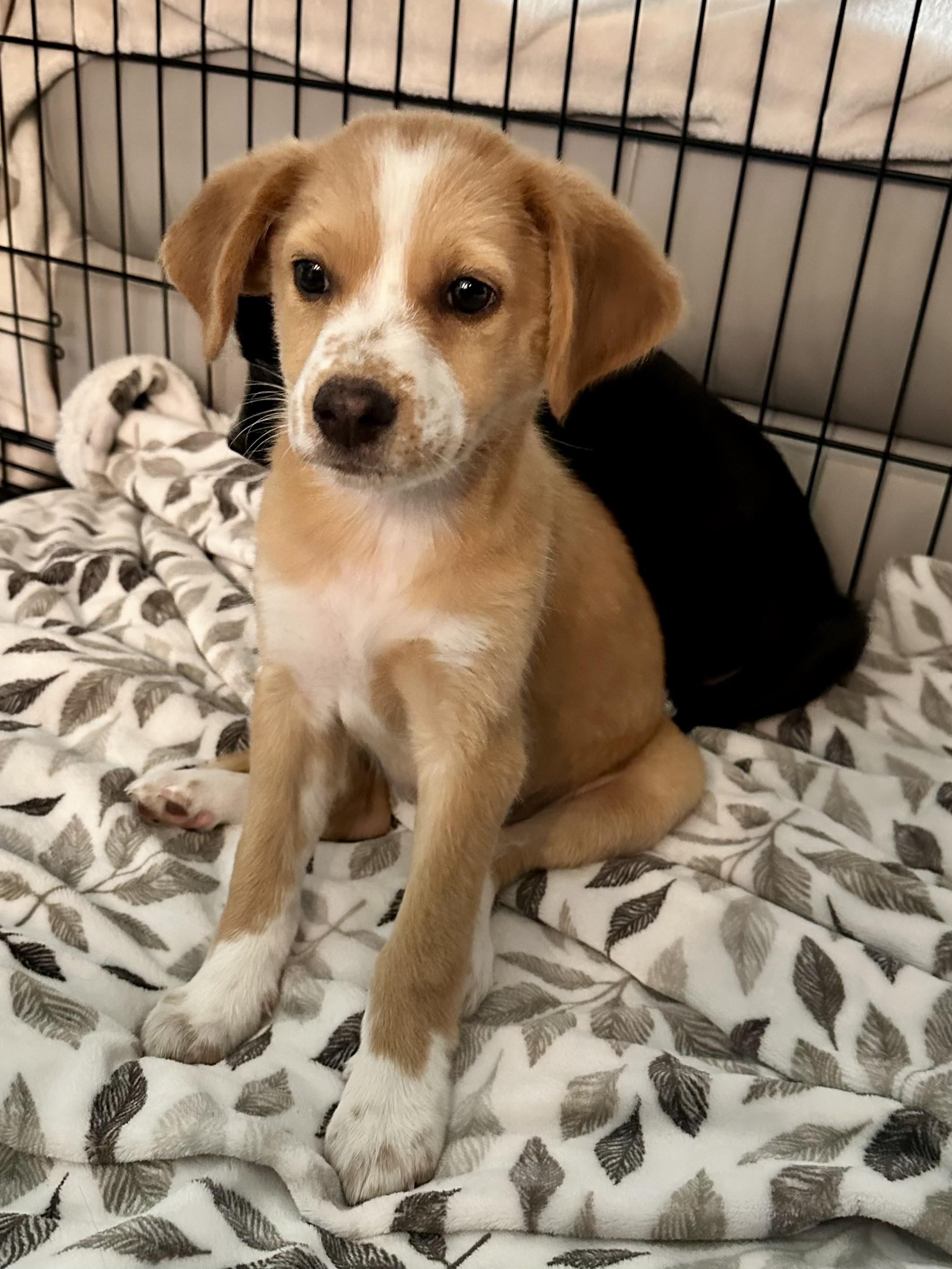 Dog for adoption - Lala, a Terrier Mix in Southampton, PA | Petfinder