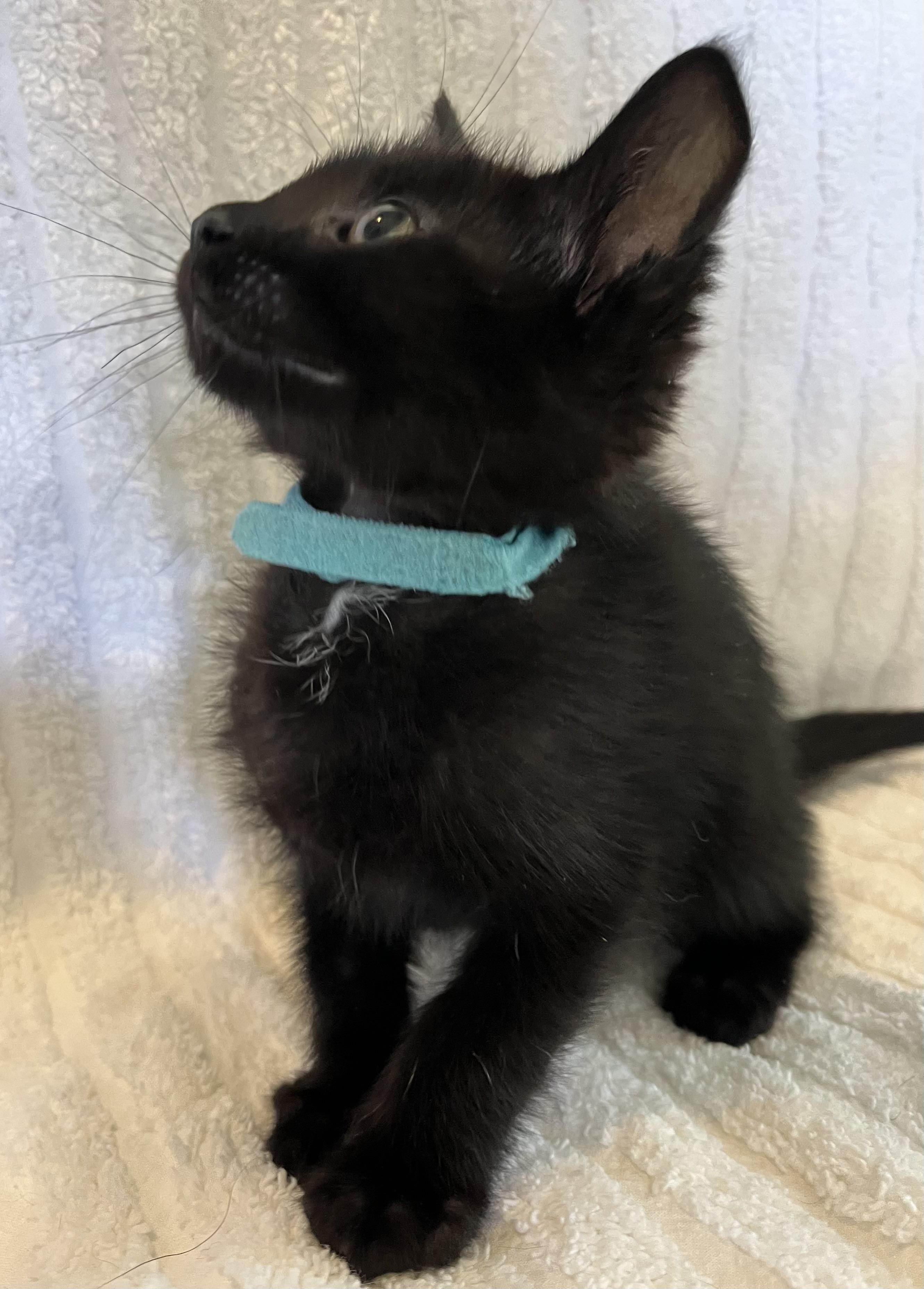 Cat for adoption - Artemis, Adonis and Apollo, a Domestic Short Hair in ...