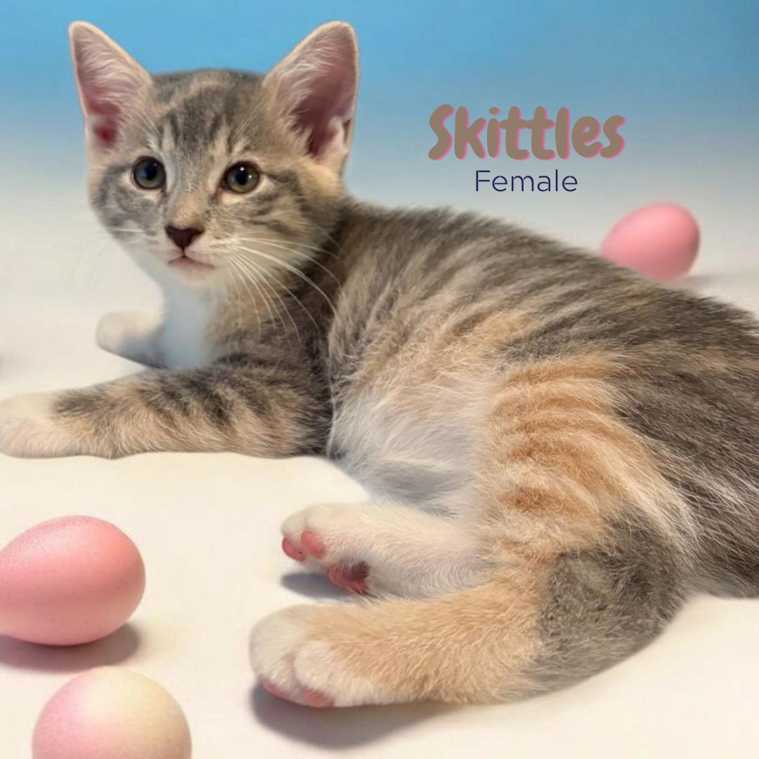 Cat for adoption - Skittles (Please adopt me with a sibling), a ...