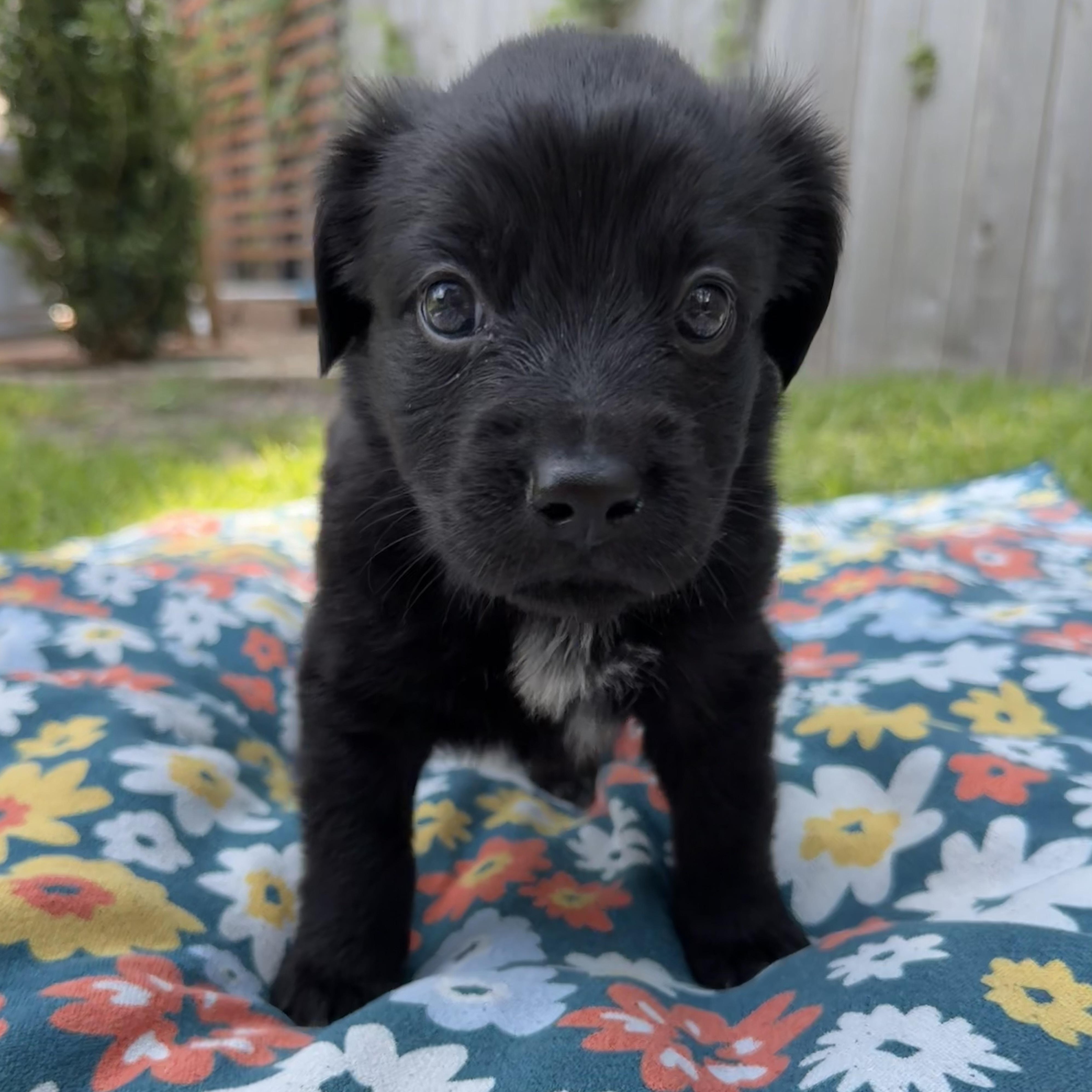 Dog for adoption - Aurora, a Black Labrador Retriever Mix in St Louis, MO | Petfinder