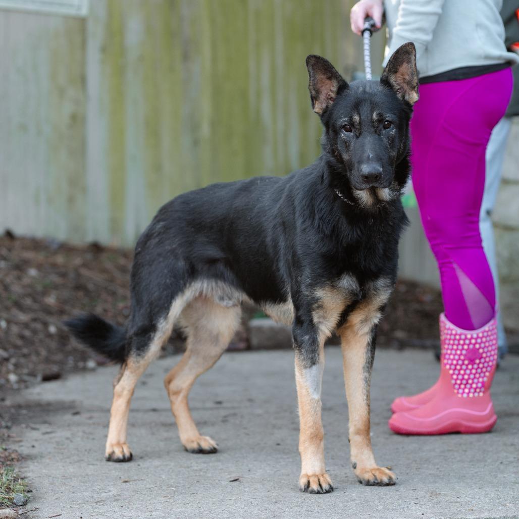 Dog for adoption - Ashton, a German Shepherd Dog in Chester Springs, PA ...