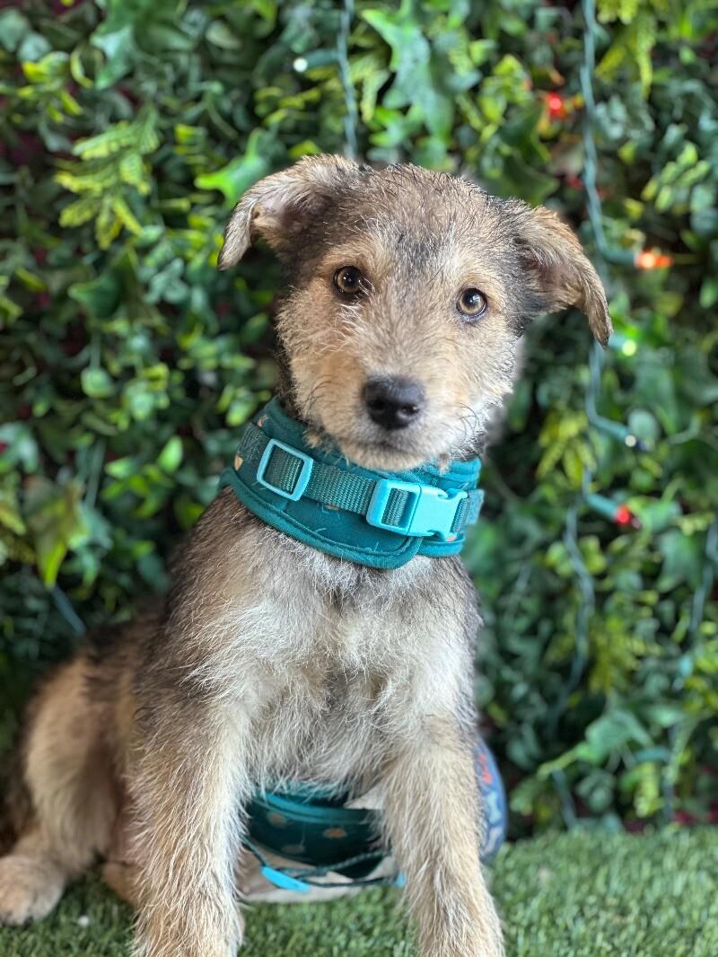 Dog for adoption - Tomas, an Airedale Terrier & Border Terrier Mix in ...