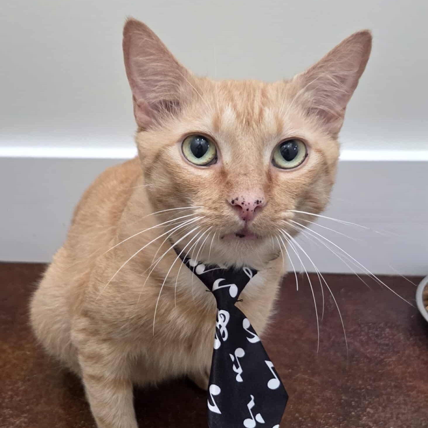 Cat for adoption - Air Guitar (bobtail), an American Bobtail & Domestic ...