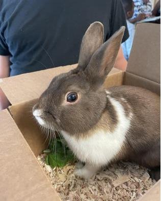 Rabbit for adoption - Bixby, an American in Key West, FL | Petfinder