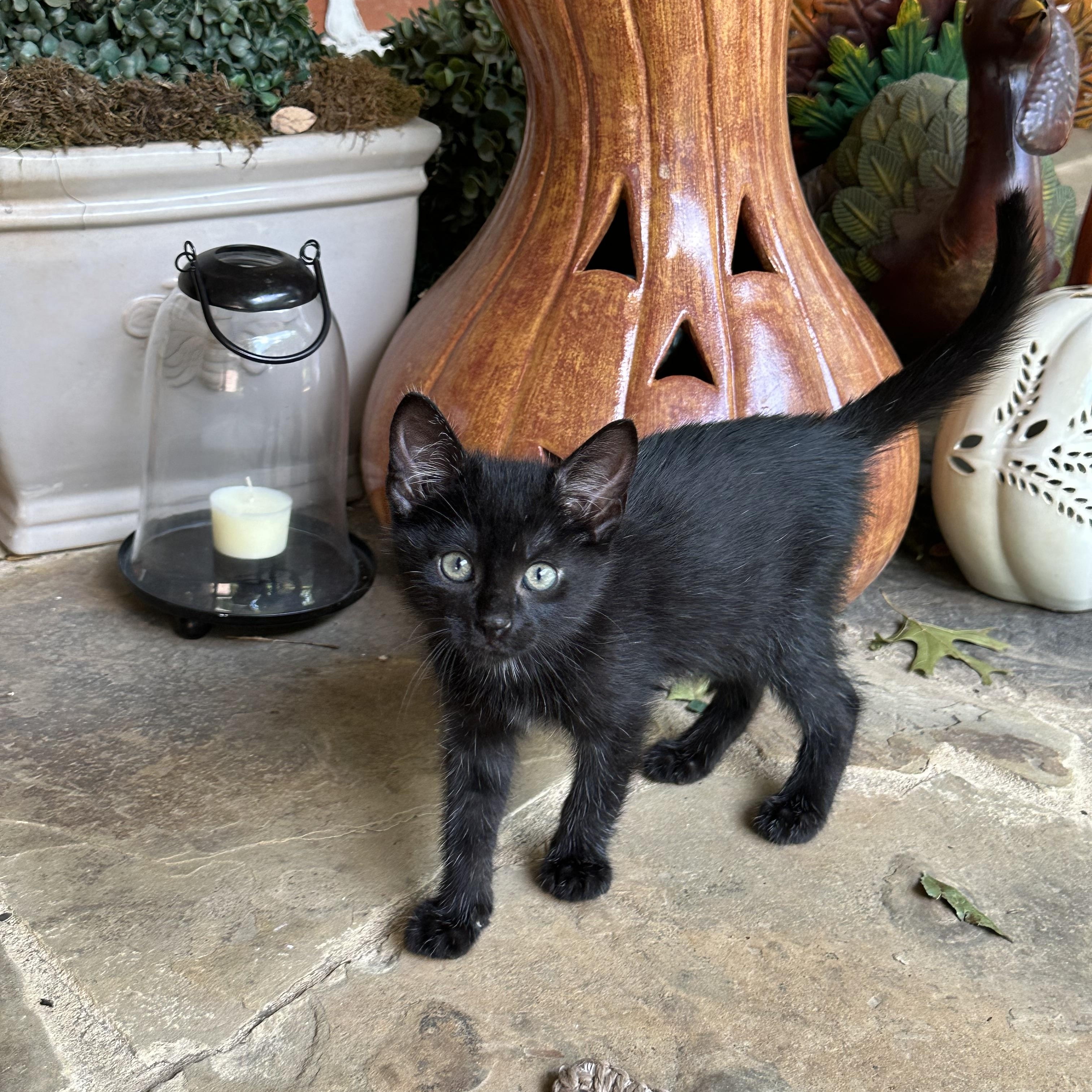 Cat for adoption - Jack, a Domestic Medium Hair Mix in Amarillo, TX ...