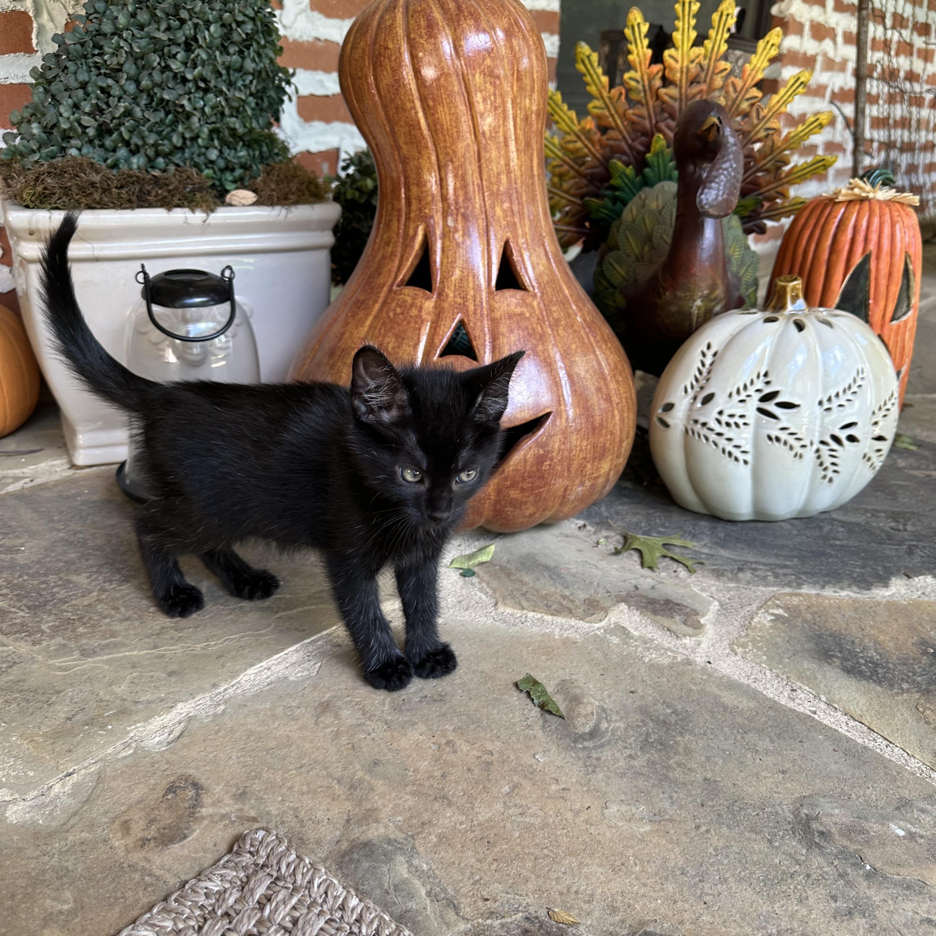 Cat for adoption - Jack, a Domestic Medium Hair Mix in Amarillo, TX ...