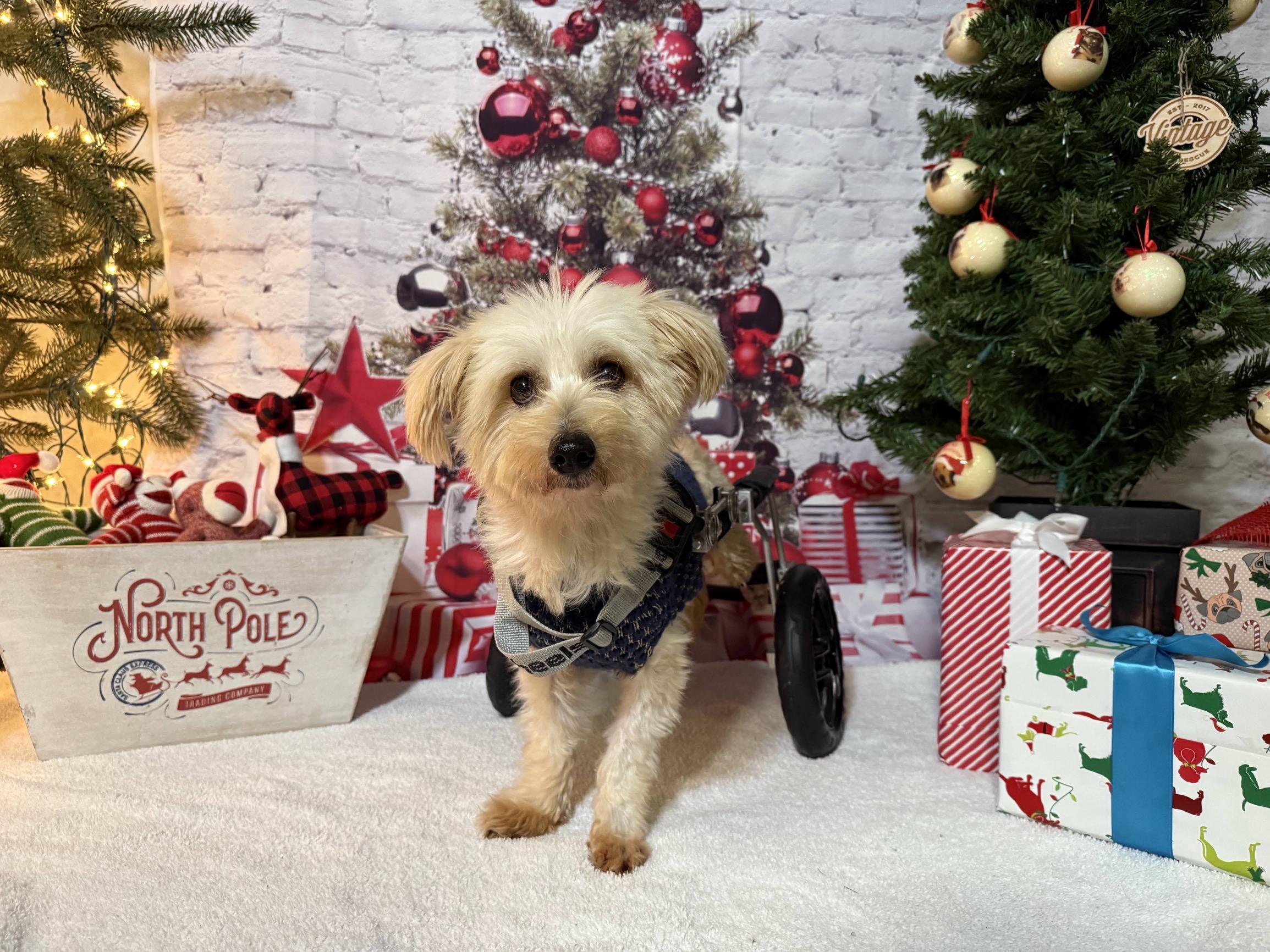 Dog for adoption - Biggles, a Maltese Mix in Foster, RI | Petfinder