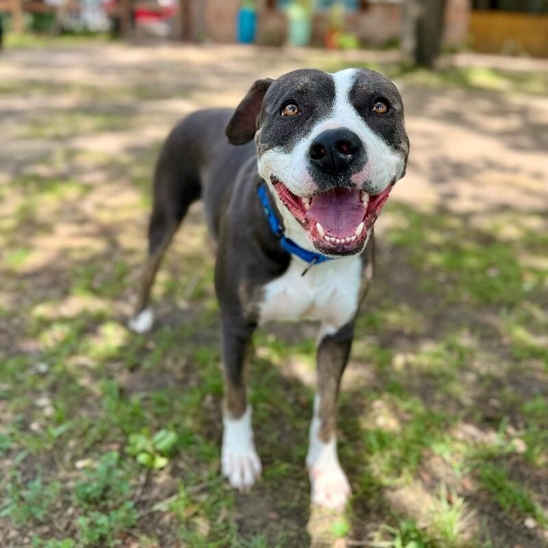 Dog for adoption - Natasha Belle is perfect with kids and perfect for ...