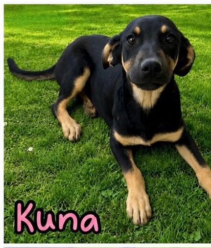 Kuna - Adoptable Pet | Petfinder | Petfinder