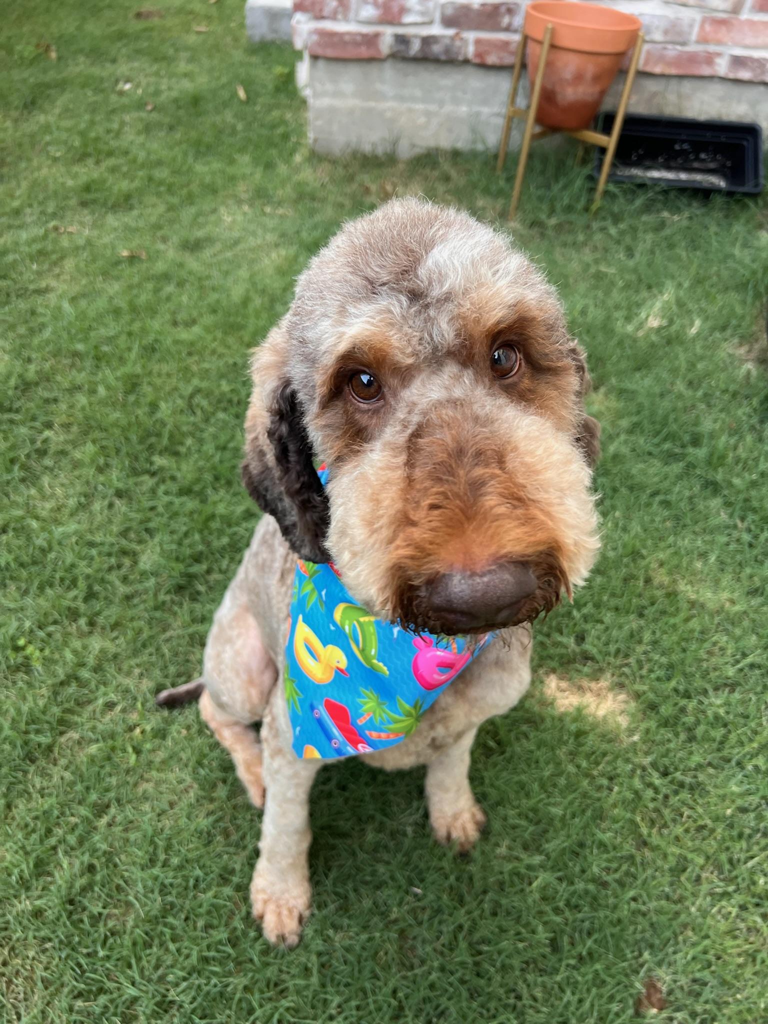 Dog for adoption - Finn, a Labradoodle in Austin, TX | Petfinder