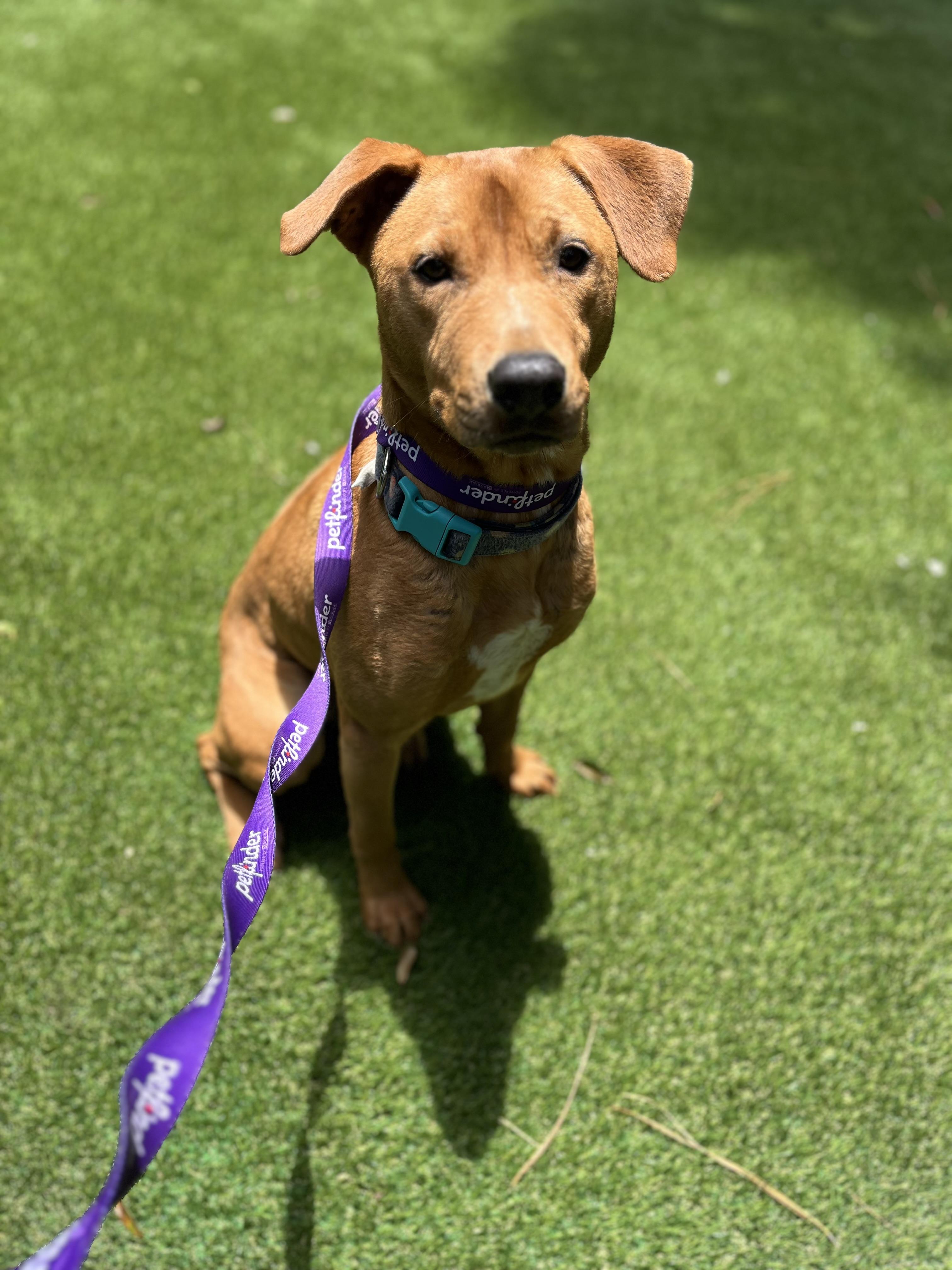 Dog for adoption - Reece, a Labrador Retriever Mix in Des Moines , IA ...