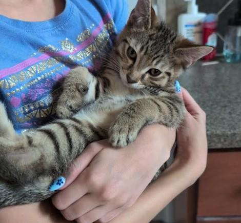 Cat for adoption - Douglas Haseman, a Domestic Short Hair in Denver, CO ...