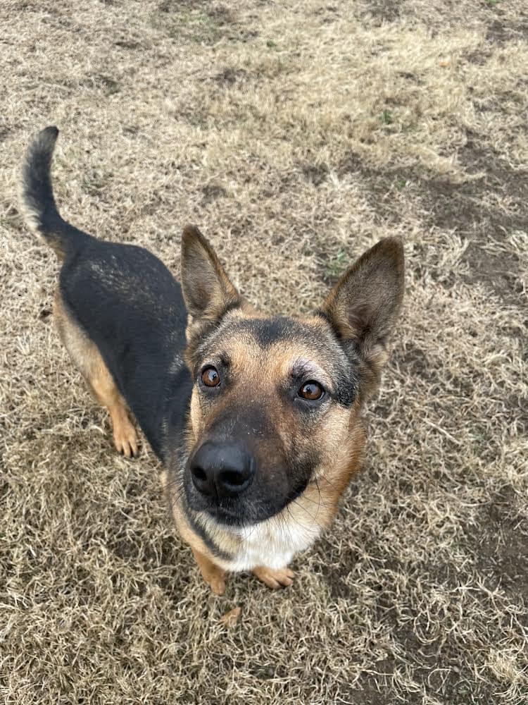 Dog for adoption - Robin, a German Shepherd Dog Mix in Millersburg, OH ...
