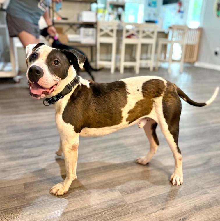 Dog for adoption - Sweet Eddie Beau with the soulful eyes, an American ...