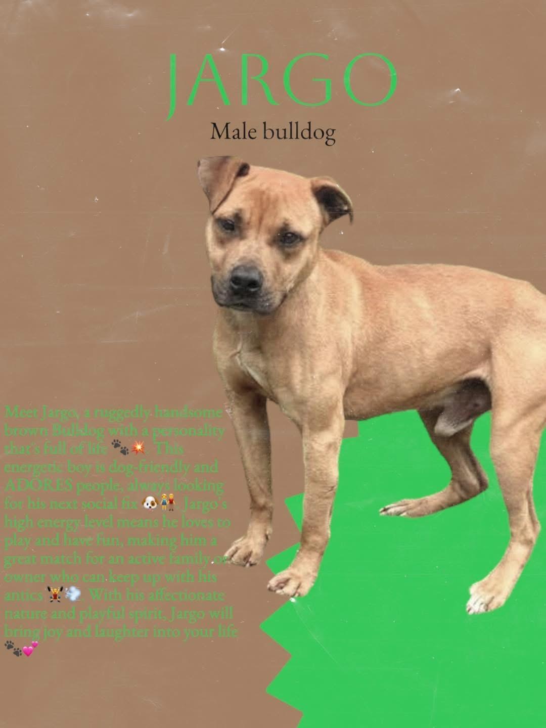 Dog for adoption - Jargo, an American Bulldog in Elizabethtown, NC ...