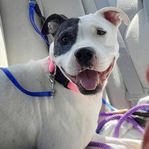 Dog for adoption - Patches, a Pit Bull Terrier Mix in Wilmington, DE ...