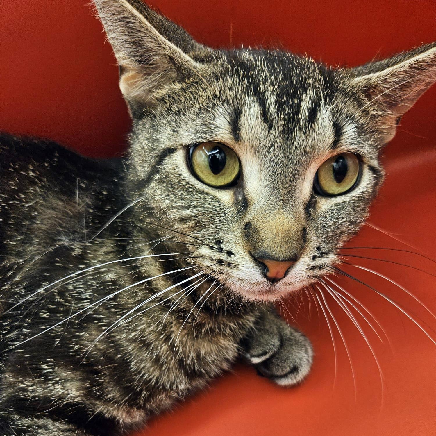 Cat for adoption - Pebbles the purr machine!, a Domestic Short Hair in ...