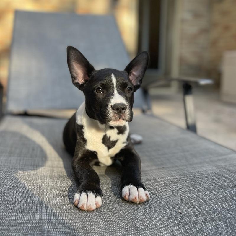 Dog for adoption - Wendigo, a Cattle Dog Mix in Coralville, IA | Petfinder