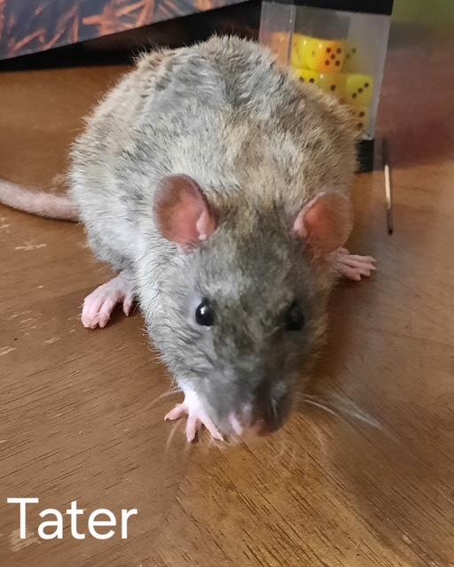 Casper, Gizmo, and Tater - Adoptable Pet | Petfinder | Petfinder