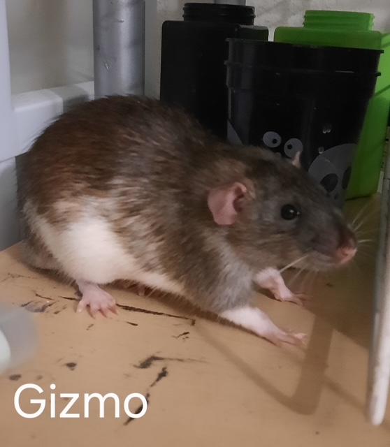 Casper, Gizmo, and Tater - Adoptable Pet | Petfinder | Petfinder