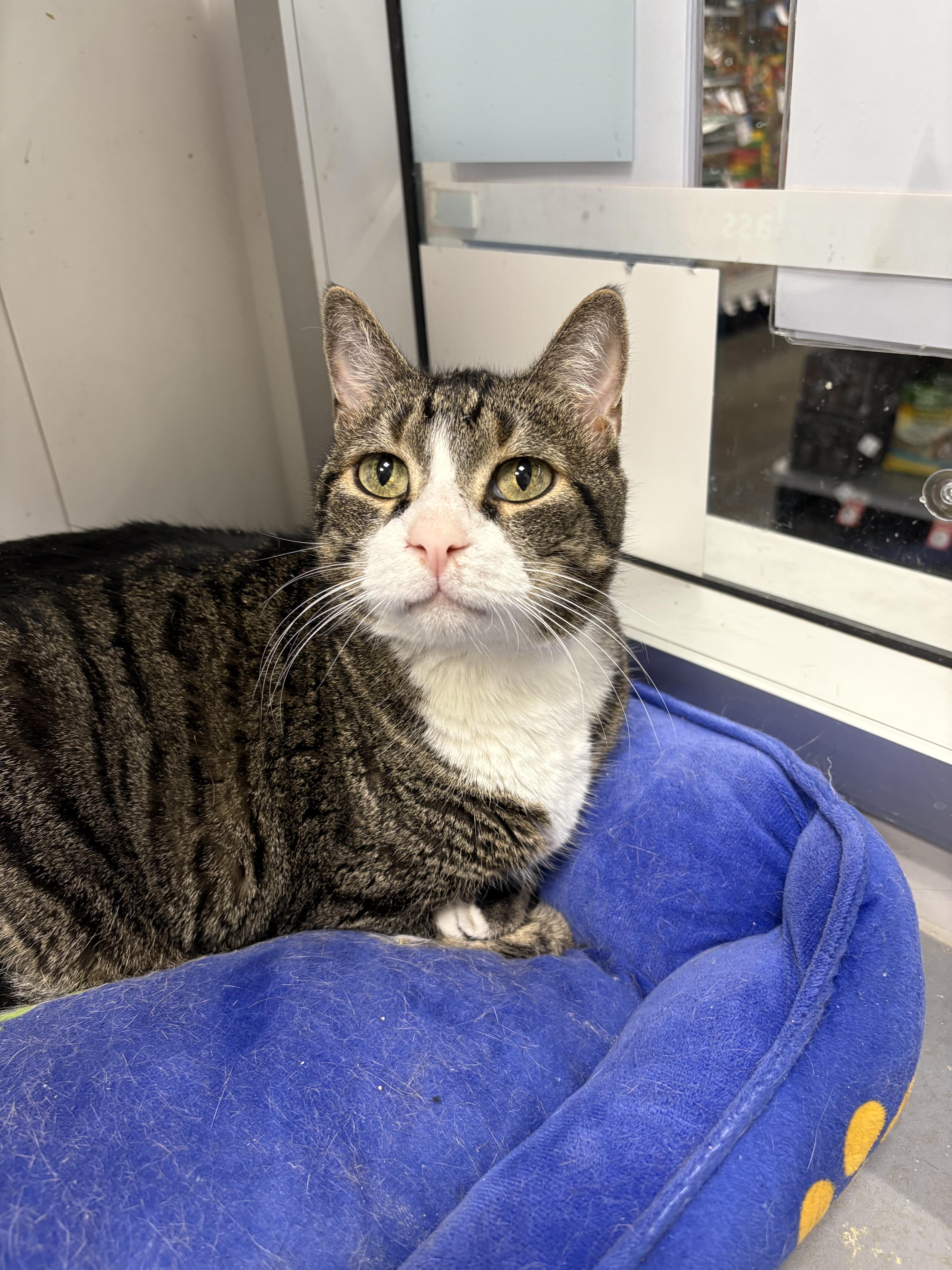 Cat for adoption - Princess, a Domestic Short Hair in Zimmerman, MN ...