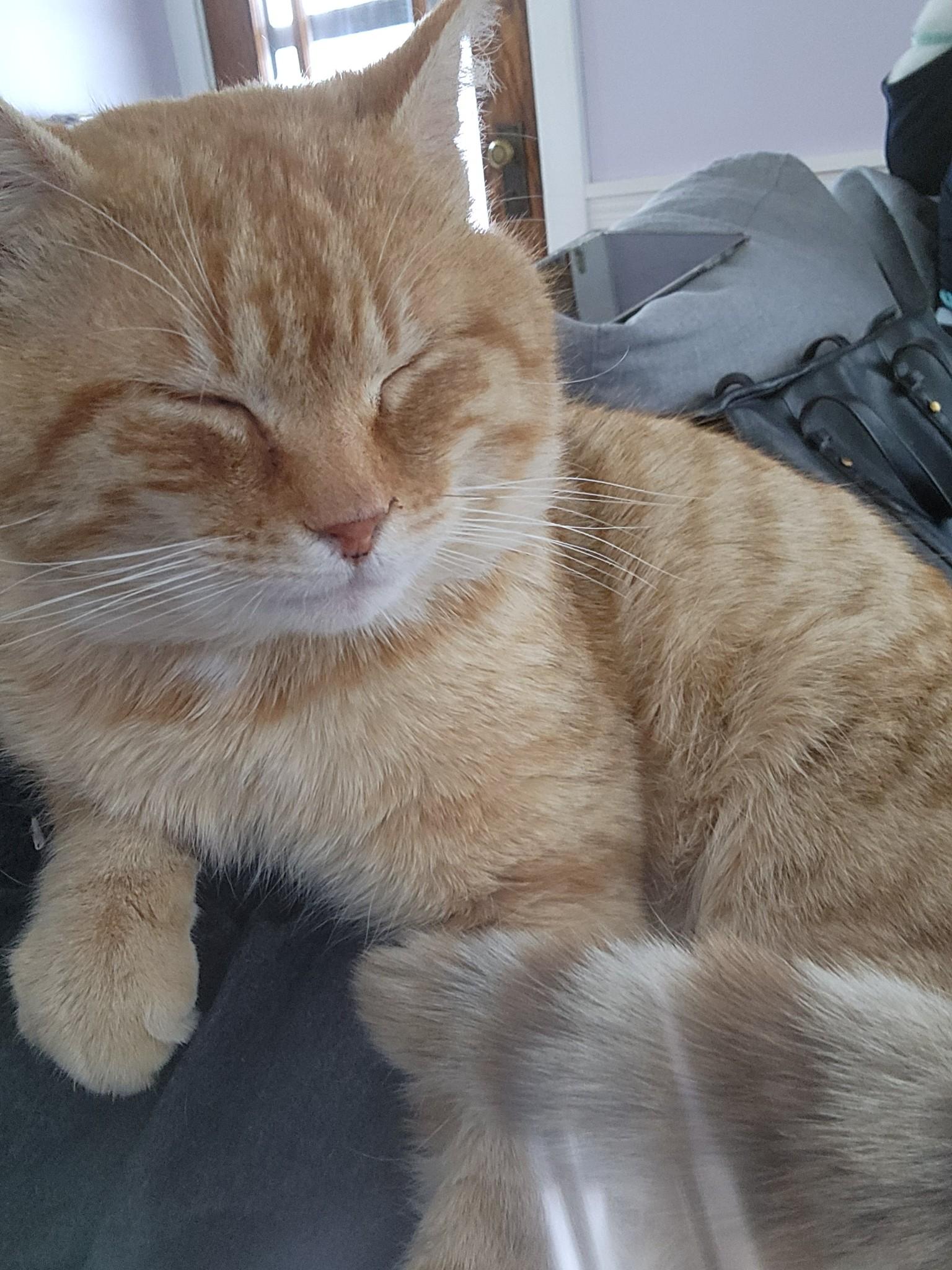 Cat for adoption - Garfield, a Domestic Short Hair in Massillon, OH ...