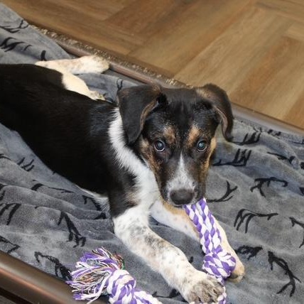 Dog for adoption - Bailey, a Catahoula Leopard Dog & Labrador Retriever ...