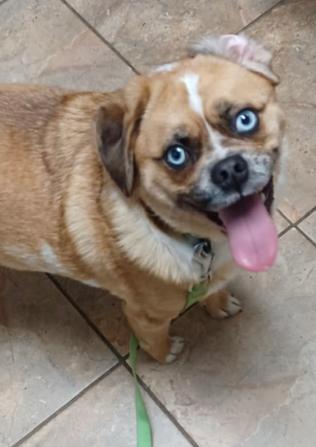 Dog for adoption - Odie, a Pug & Australian Shepherd Mix in Tampa, FL ...