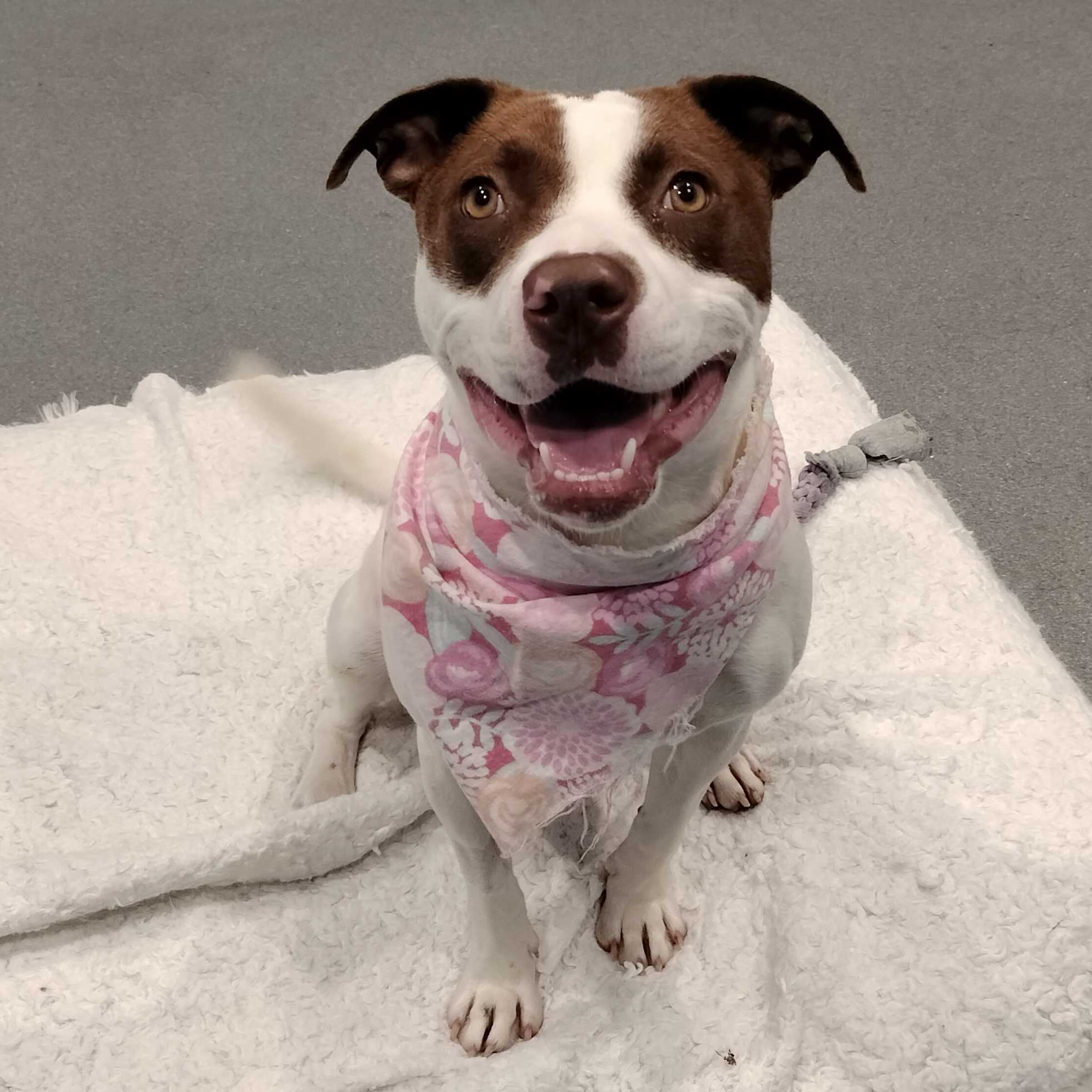Dog for adoption - Regina, a Mixed Breed in Canal Winchester, OH ...