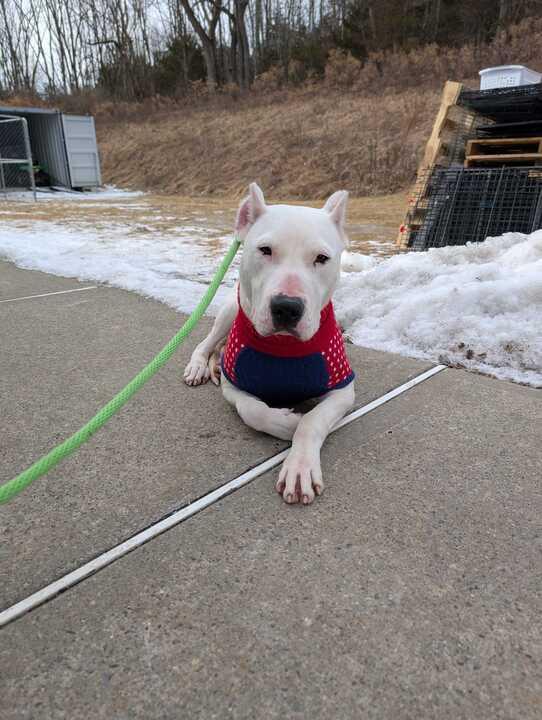 Dog for adoption - Selma, a Dogo Argentino Mix in Lafayette, NJ | Petfinder