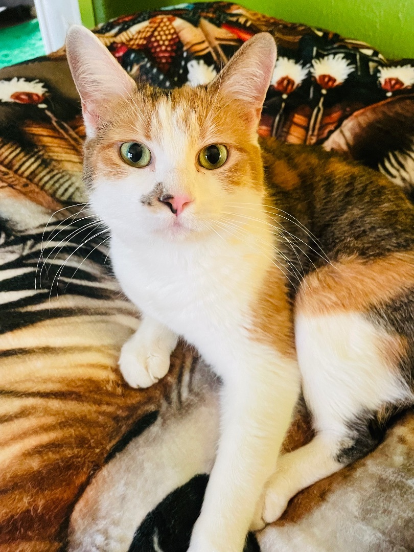 Cat for adoption - Mamma Mia, a Calico & Tabby Mix in Pittsburgh, PA ...