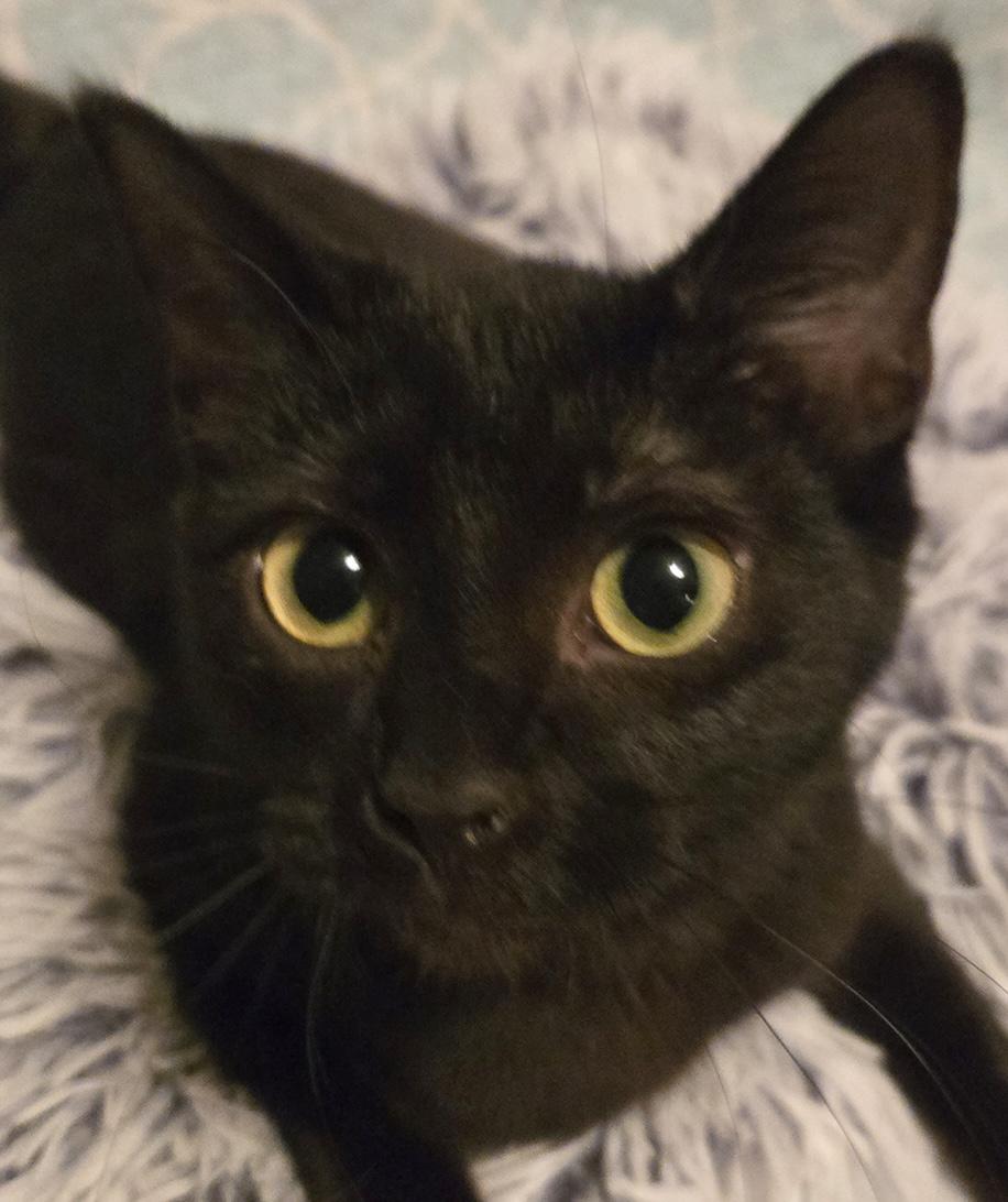 Available Cats and Kittens - Johnston County Animal Protection League ...