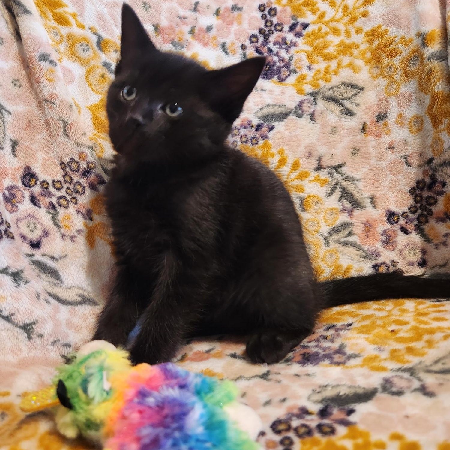 Penelope - Adoptable Pet | Petfinder | Petfinder
