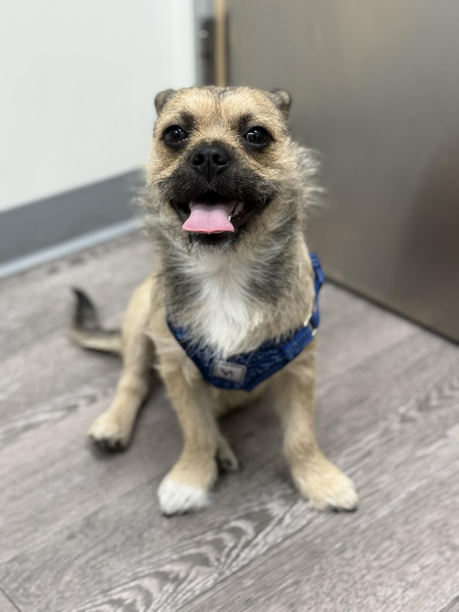 Dog for adoption - Peanut Butter, a Pug & Border Terrier Mix in Los ...