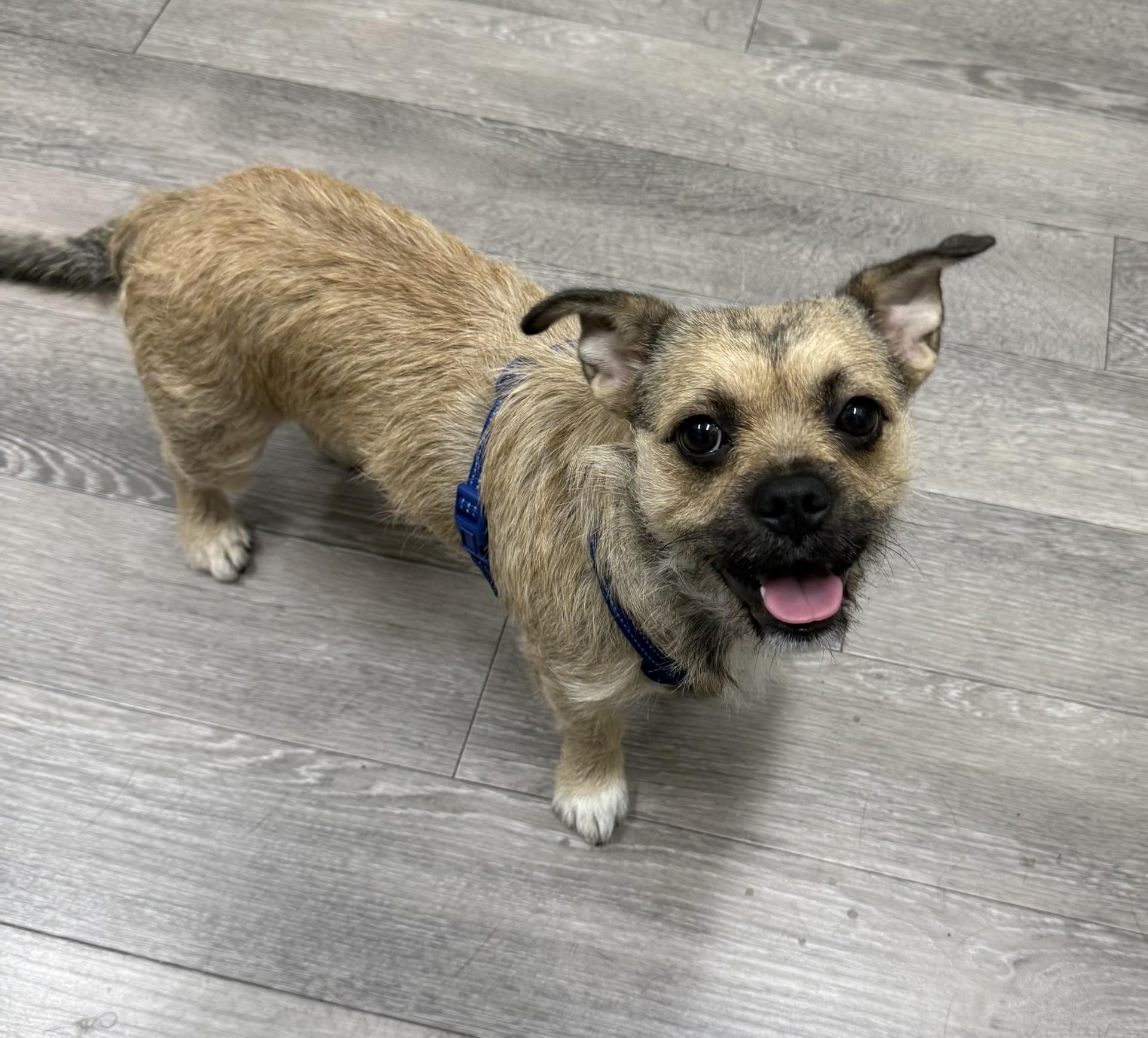 Dog for adoption - Peanut Butter, a Pug & Border Terrier Mix in Los ...