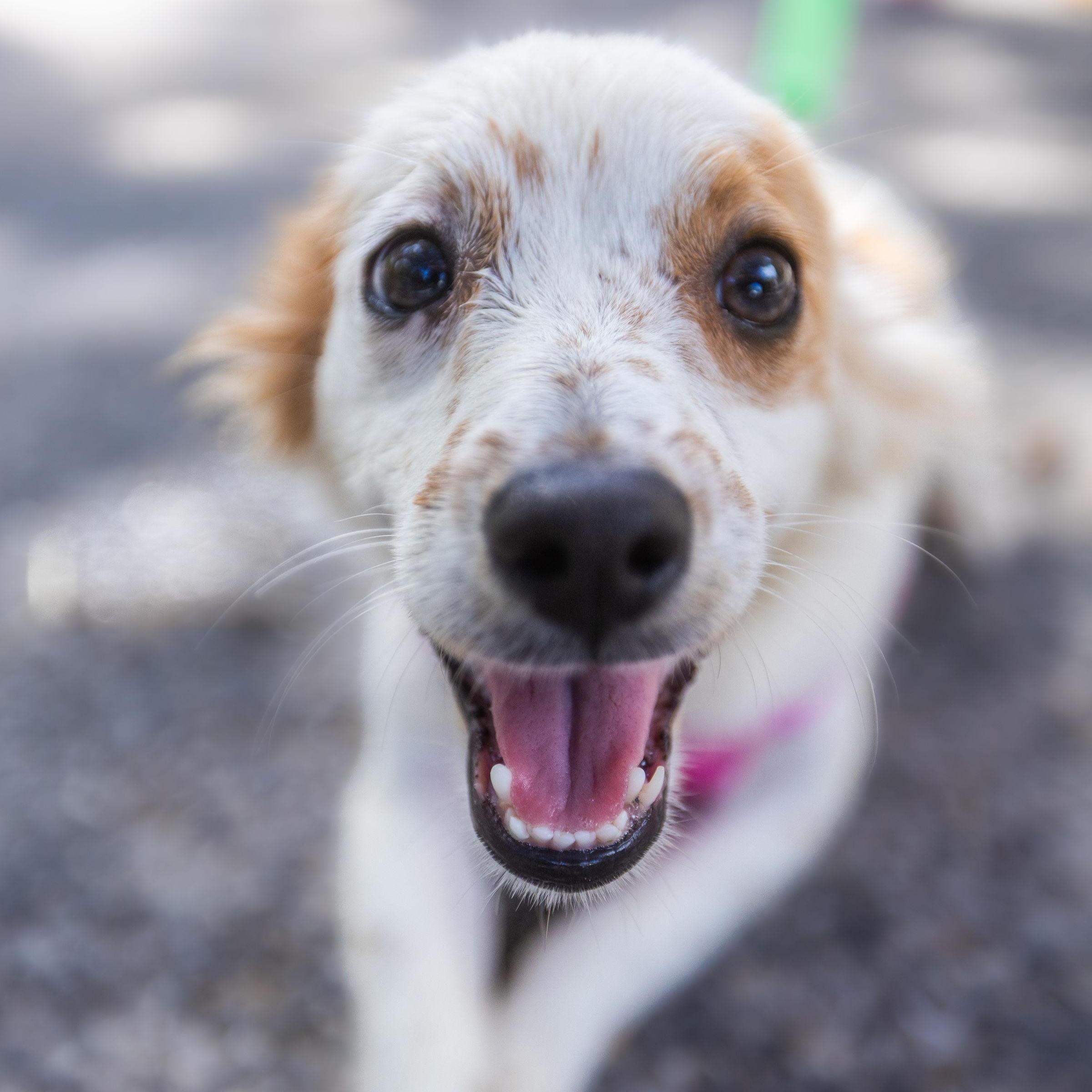 Dog for adoption - Lilly, a Spaniel & Terrier Mix in Pittsburgh, PA ...
