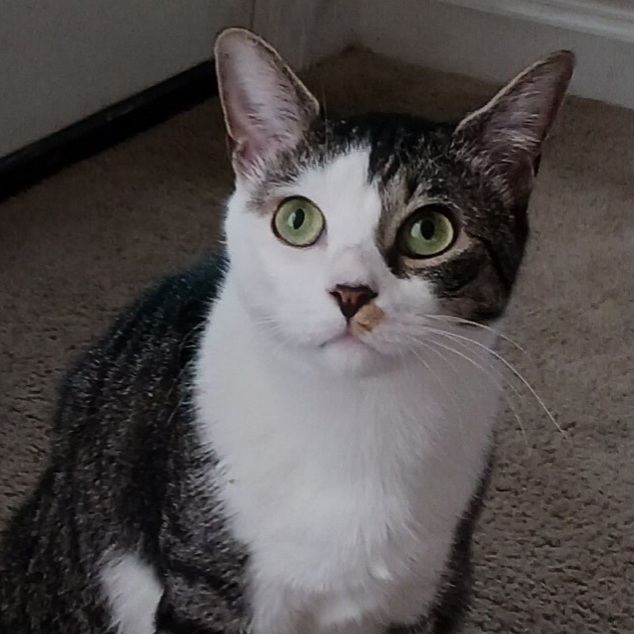 Cat for adoption - Teddy (1 of 5 Siblings), a Domestic Short Hair in ...