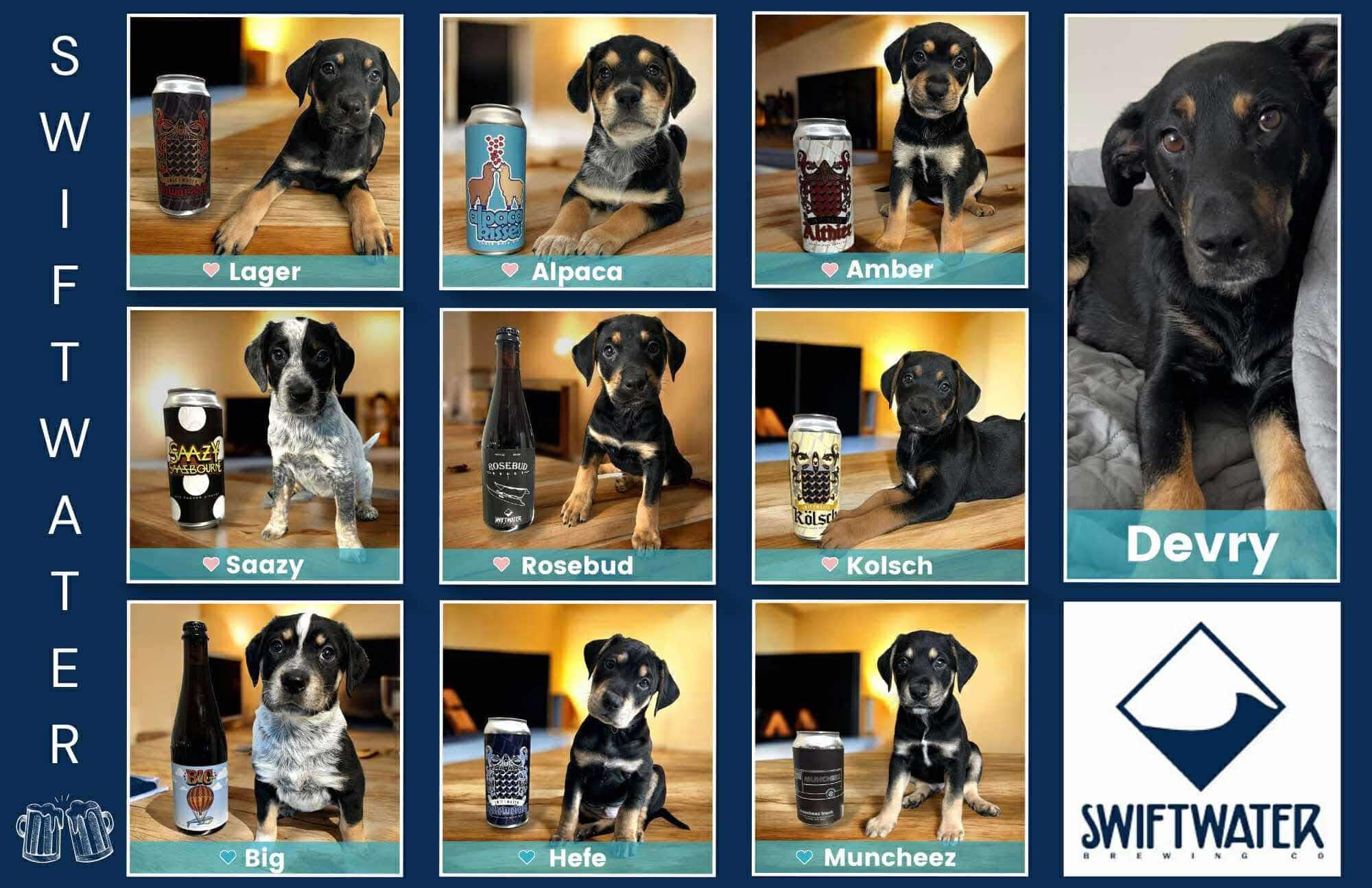 Dog for adoption - Swiftwater Litter, a Mixed Breed in Rochester , NY | Petfinder