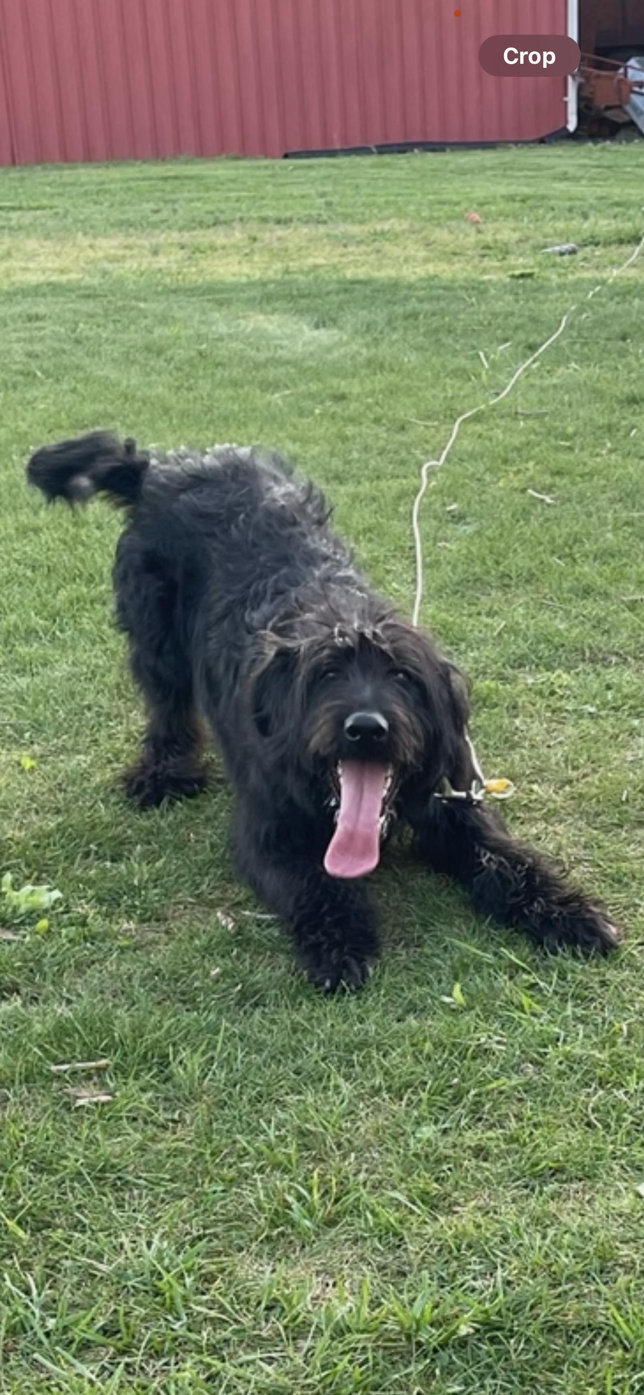 Dog for adoption - Opal: Shep-A-Doodle Pick Me!, a Labradoodle & German ...