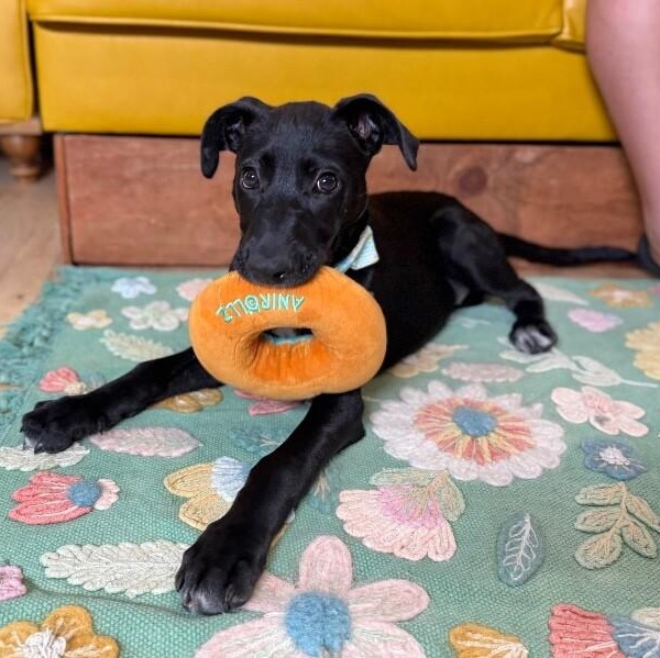 Dog for adoption - Jessie Russell, a Black Labrador Retriever ...