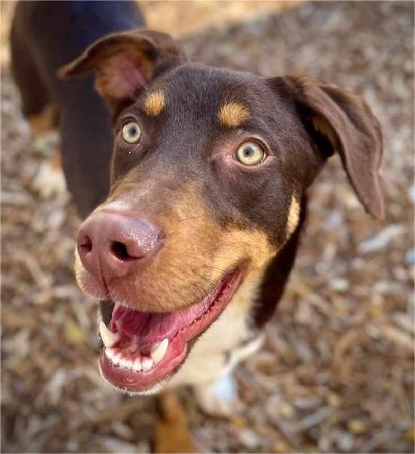 Dog for adoption - Moose, a German Shorthaired Pointer & Australian ...