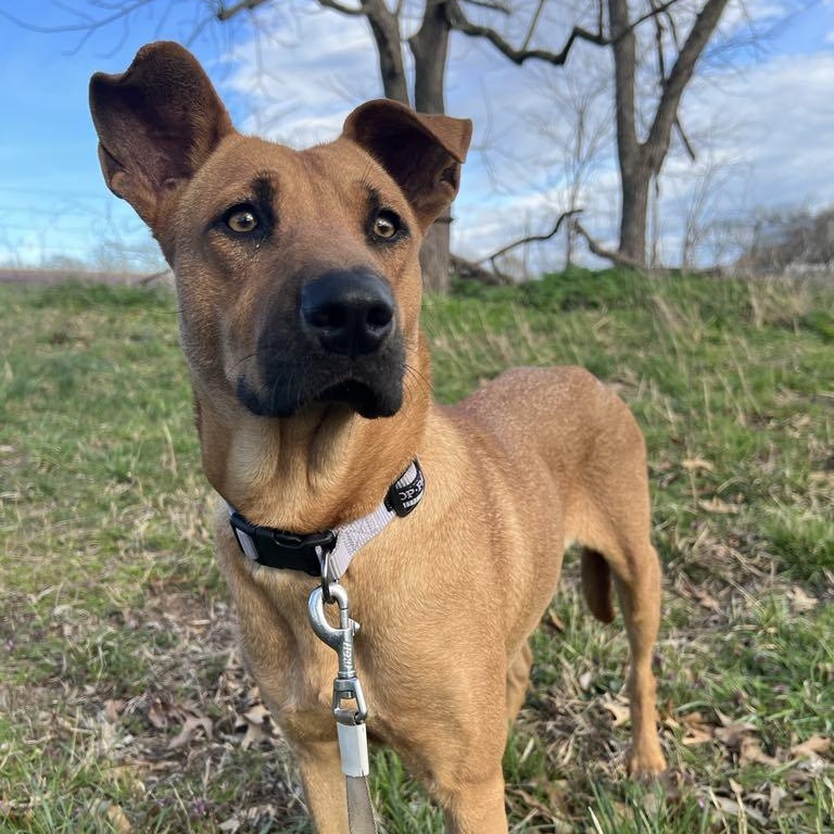 Dog for adoption - Lassie, a Labrador Retriever & Shepherd Mix in Fargo ...