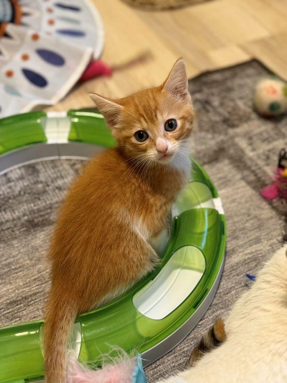 Cat for adoption - Cobbler, an American Shorthair & Domestic Short Hair ...
