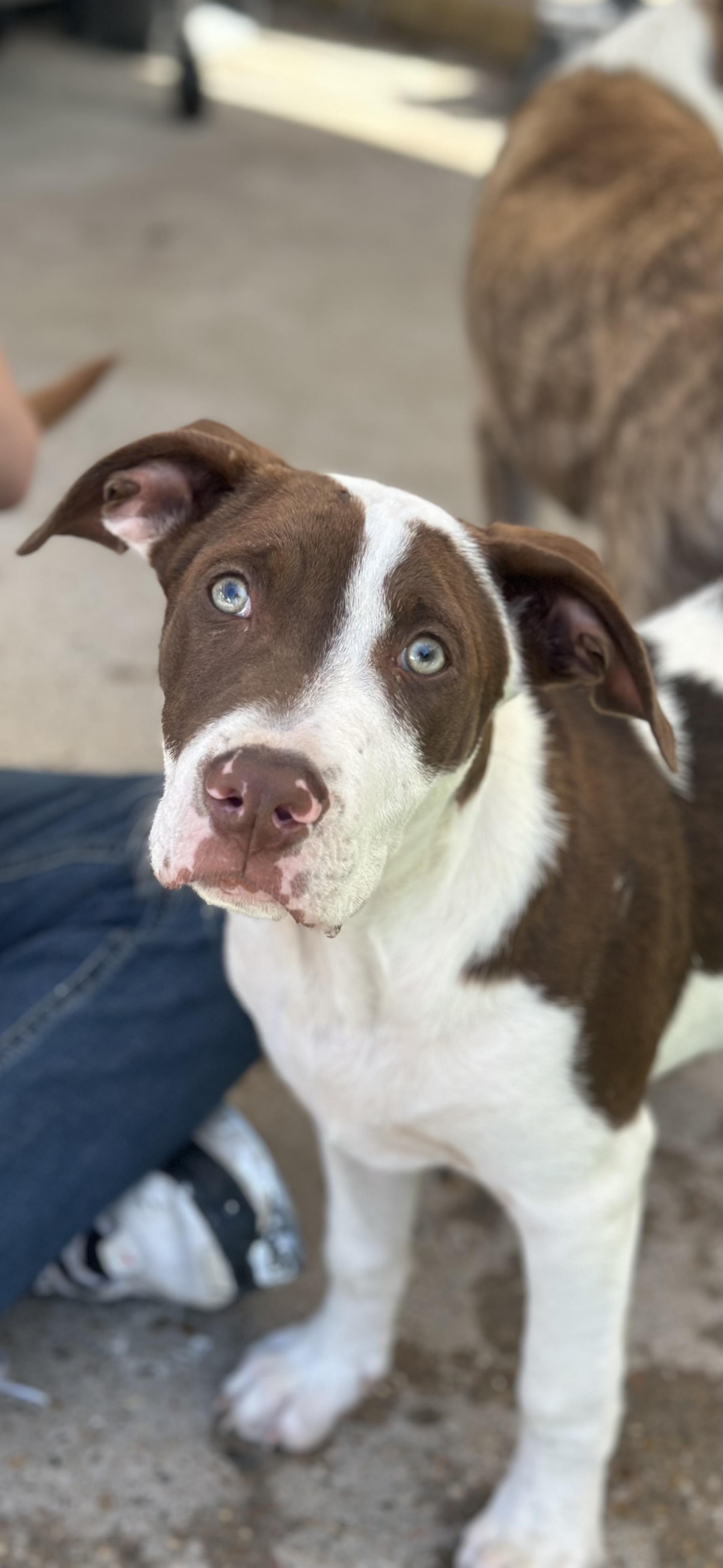 Dog for adoption - Grayson, a Labrador Retriever Mix in Bensalem, PA | Petfinder