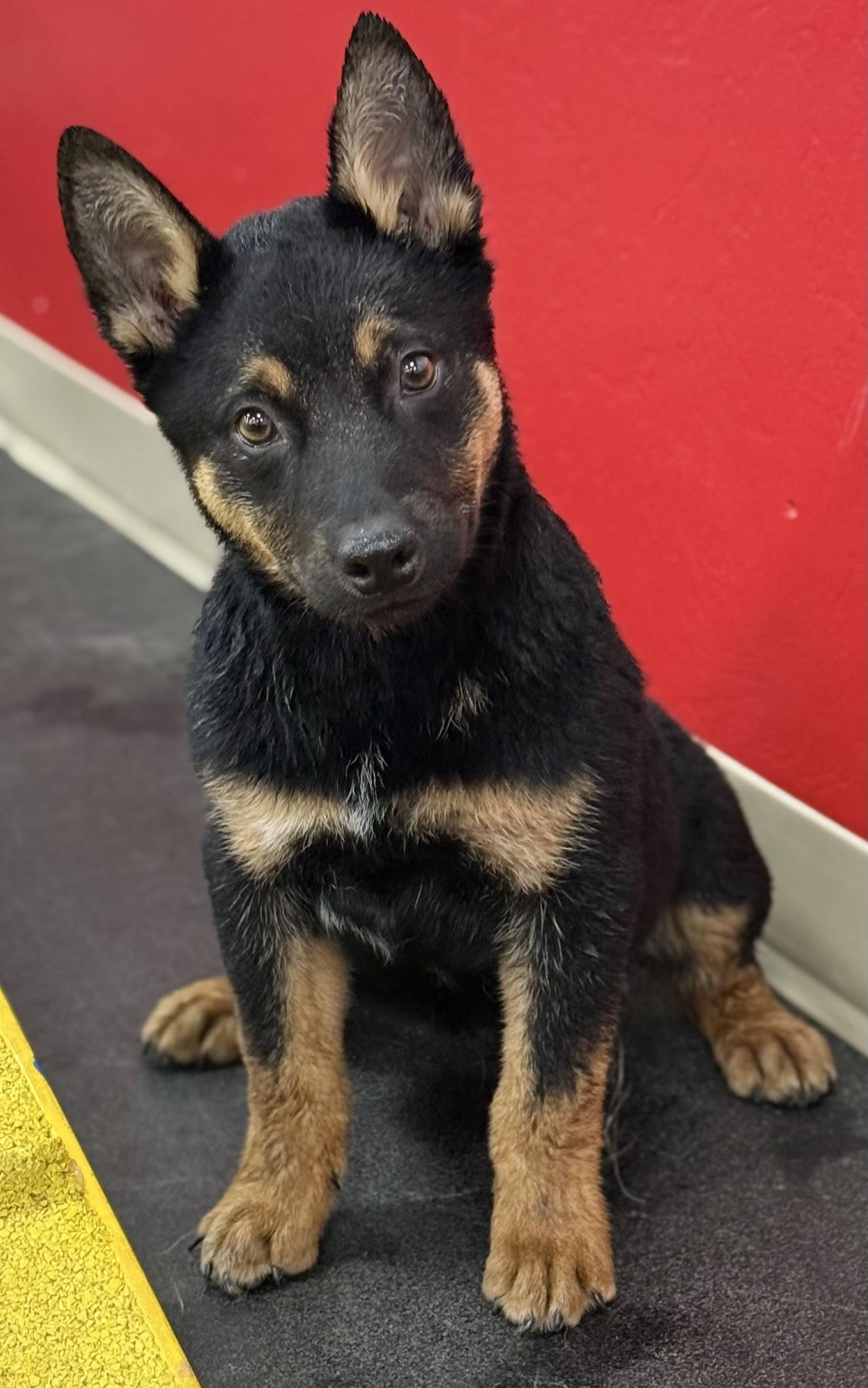 Dog for adoption - Finlay, a Shepherd Mix in Sierra Vista, AZ | Petfinder